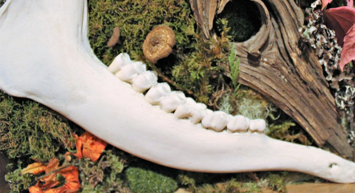 Jaw Bone Shadow Box Wall Display - Etsy