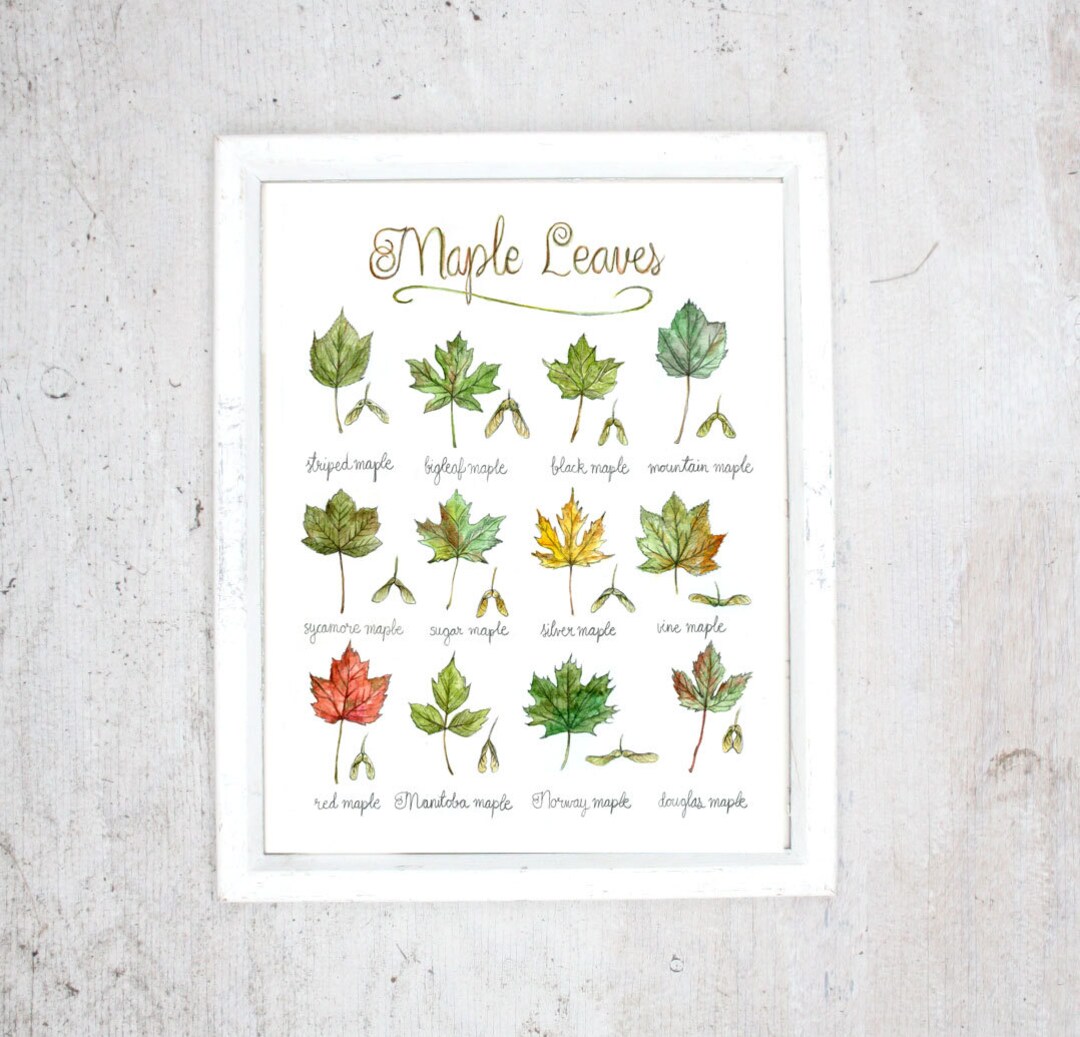 Print Maple Leaves | Poster Botanical Painting, Tree Leaf | Canada USA ...