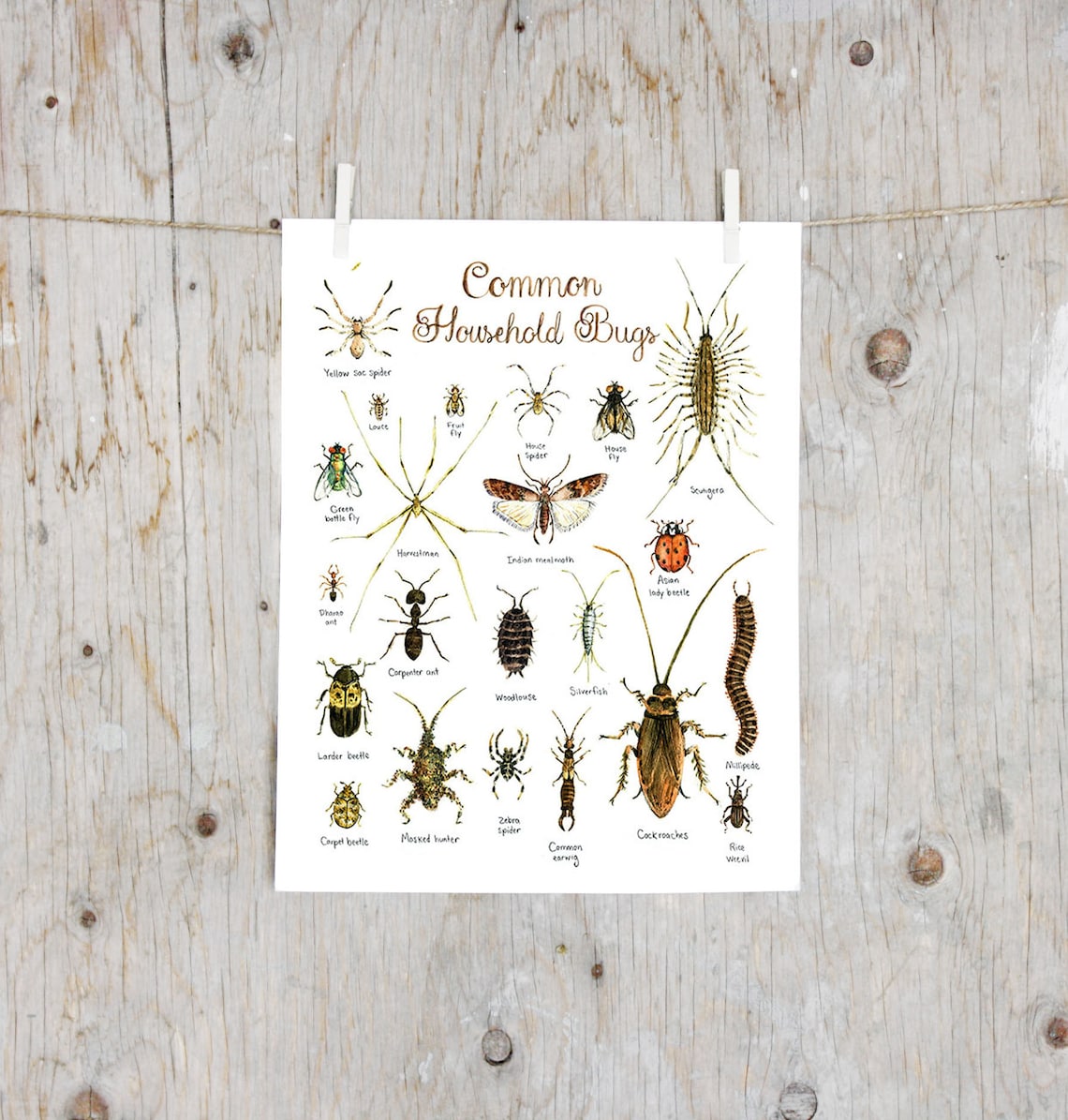 Print Common Household Bugs Watercolor Insects painting | Etsy