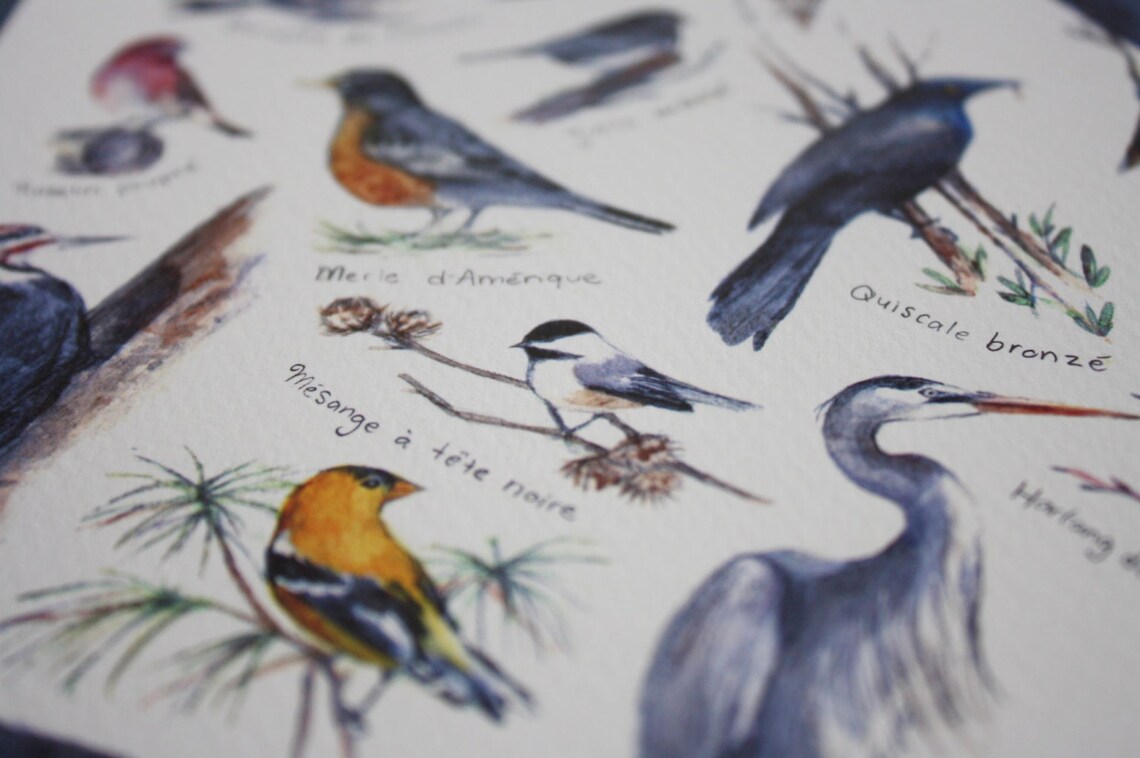 Print Birds of Eastern North America Watercolor Birds | Etsy