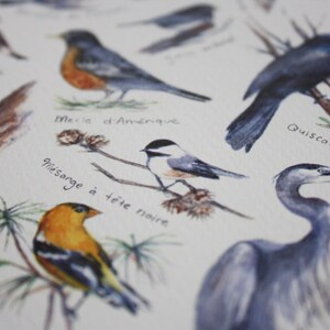 Print Birds of Eastern North America | Watercolor Birds Painting ...