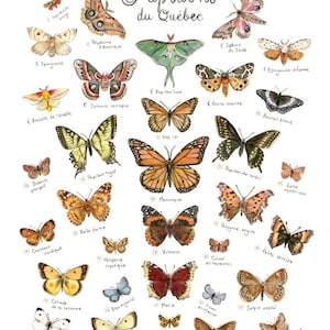 Print Quebec Butterflies | Natural Sciences Art | Art Mural ...