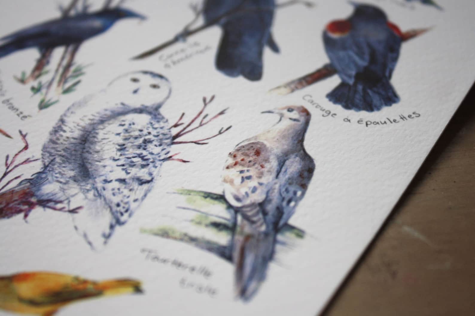 Print Birds of Eastern North America | Watercolor Birds Painting ...