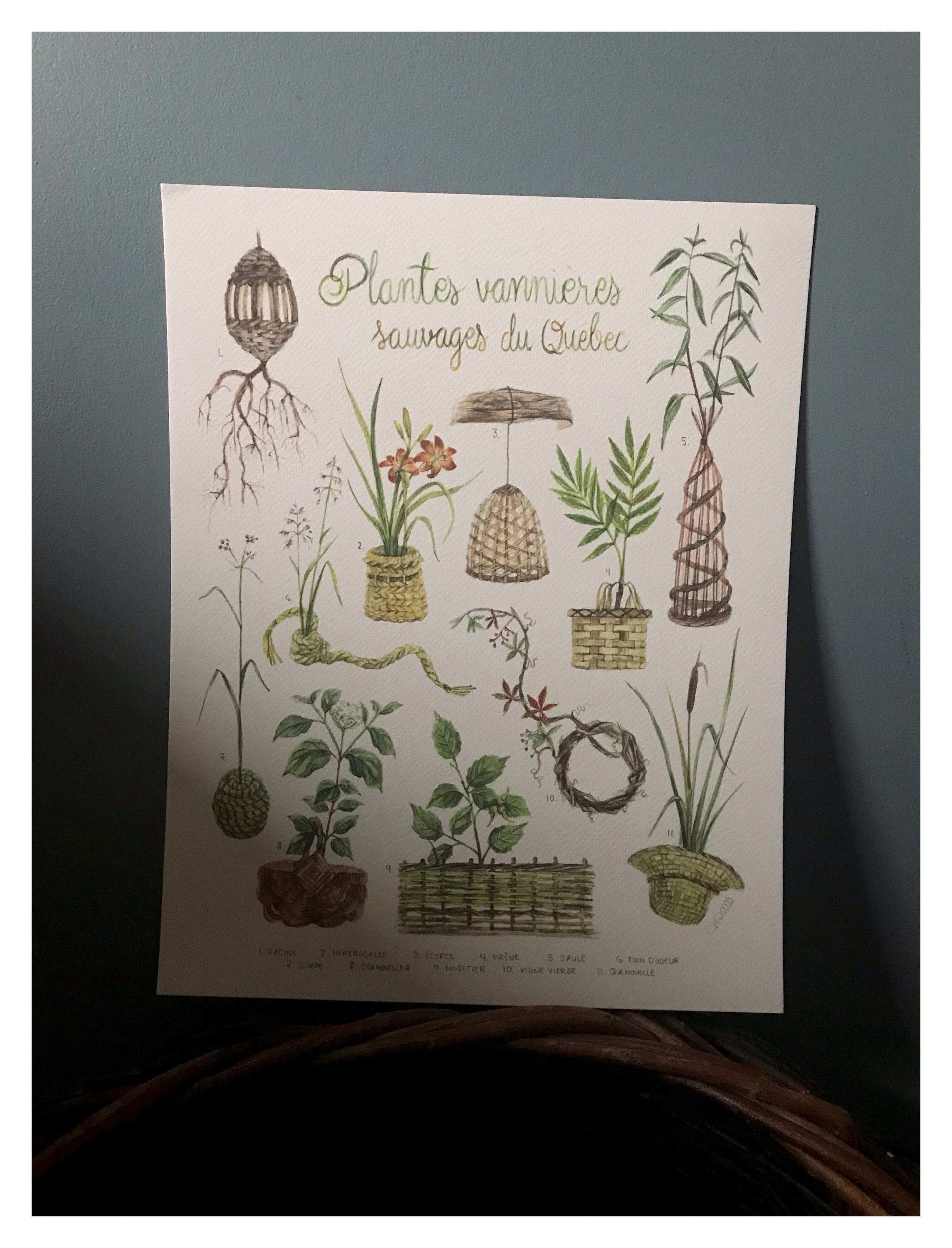 Print Wild Plants for Weaving | Poster Botanical Paintings, Basketry ...