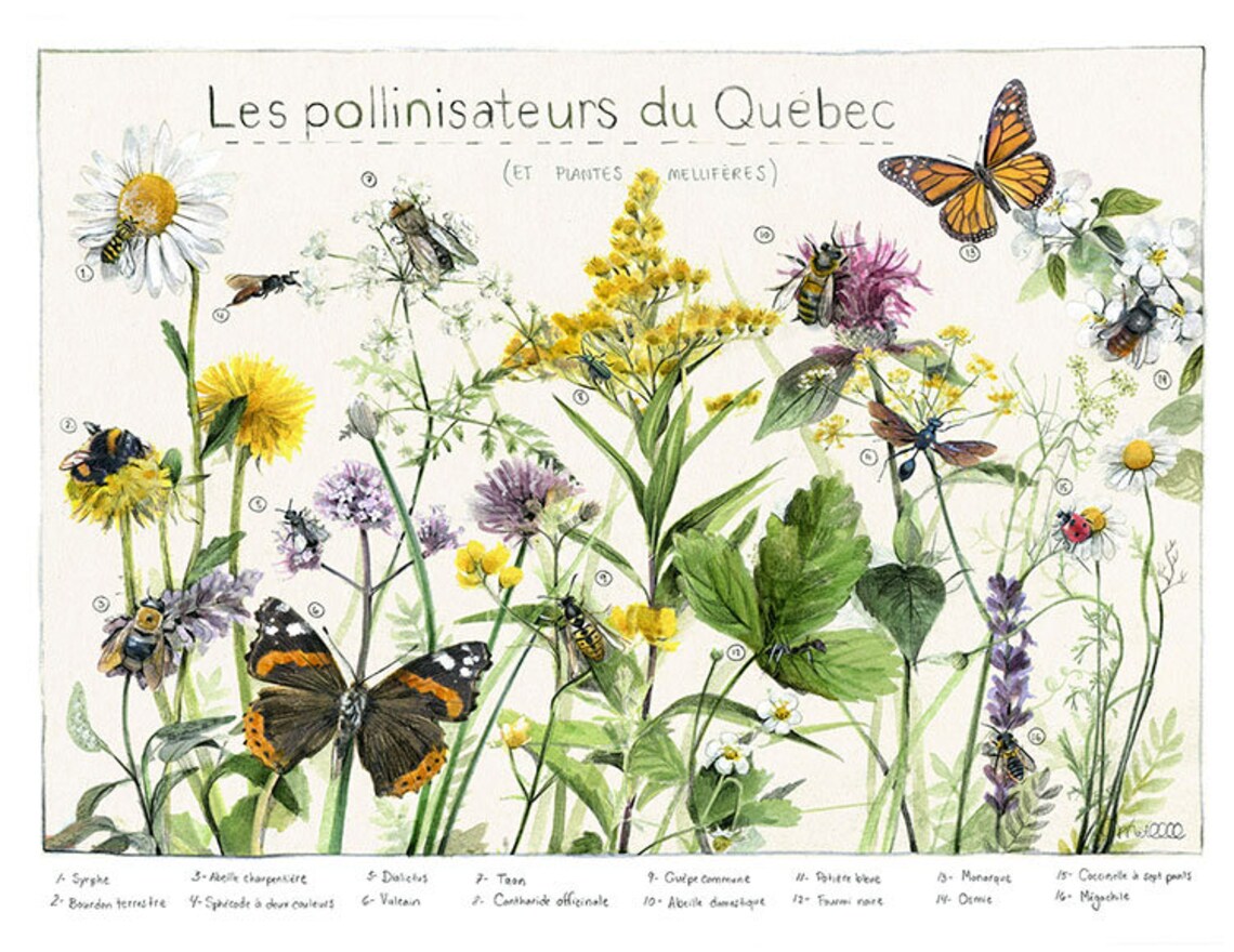 Print Pollinating Insects and Honey Plants | Science Poster | Natural ...