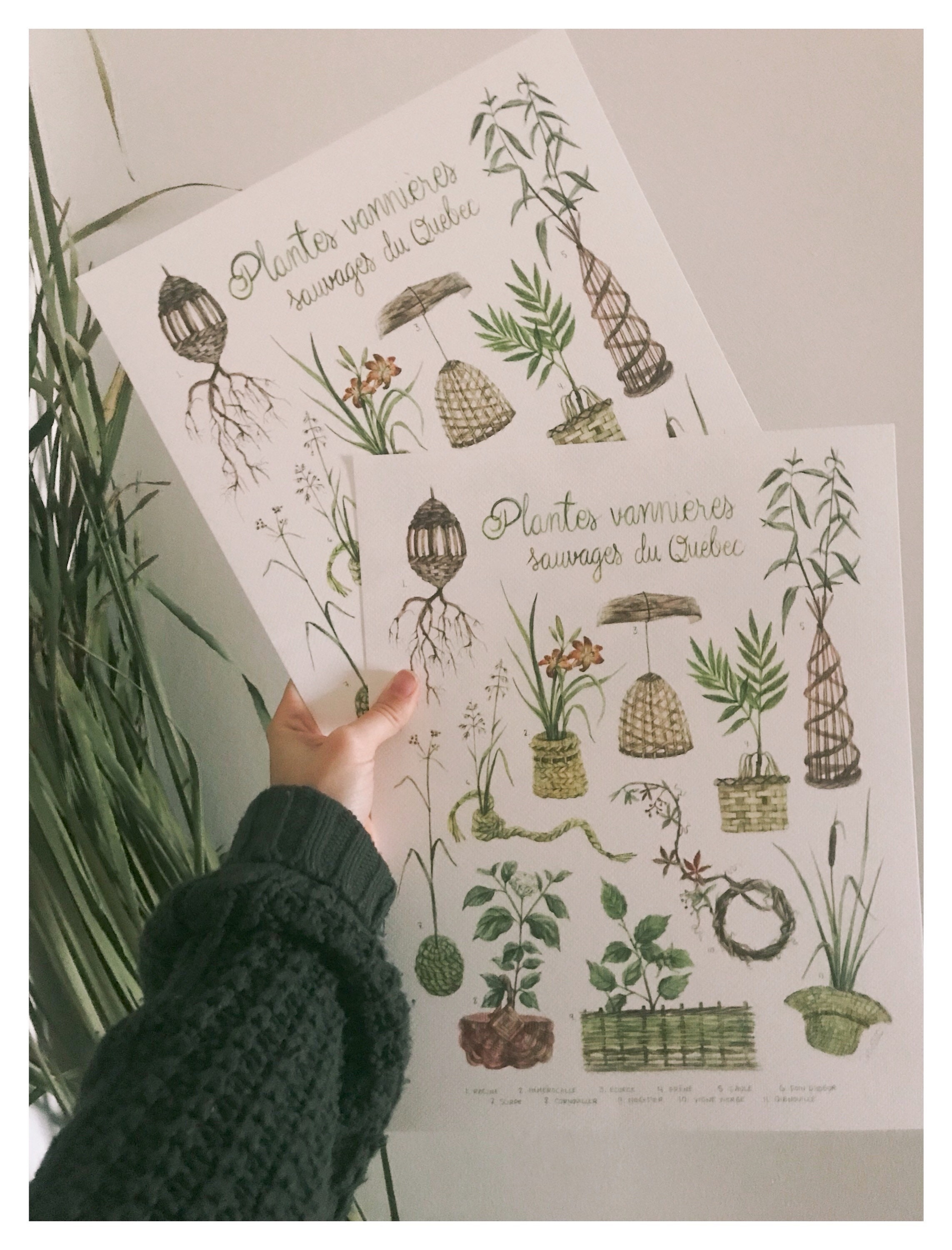 Print Wild Plants for Weaving | Poster Botanical Paintings, Basketry ...