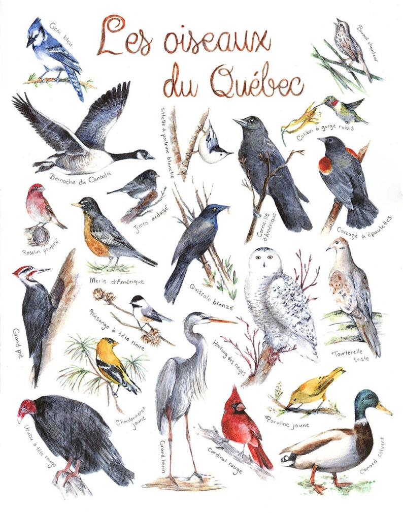 Imprimé Oiseaux du Québec Poster planche identification - Etsy Canada
