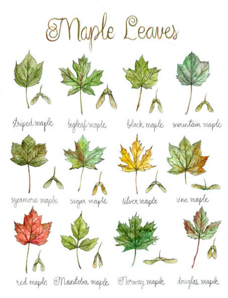 Red Maple Leaf Identification