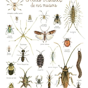 Print Common Household Bugs | Watercolor Insects Painting | Natural ...