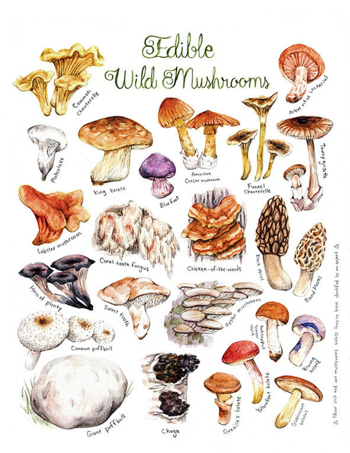 Imprimé Champignons sauvages comestibles du Québec Poster - Etsy Canada