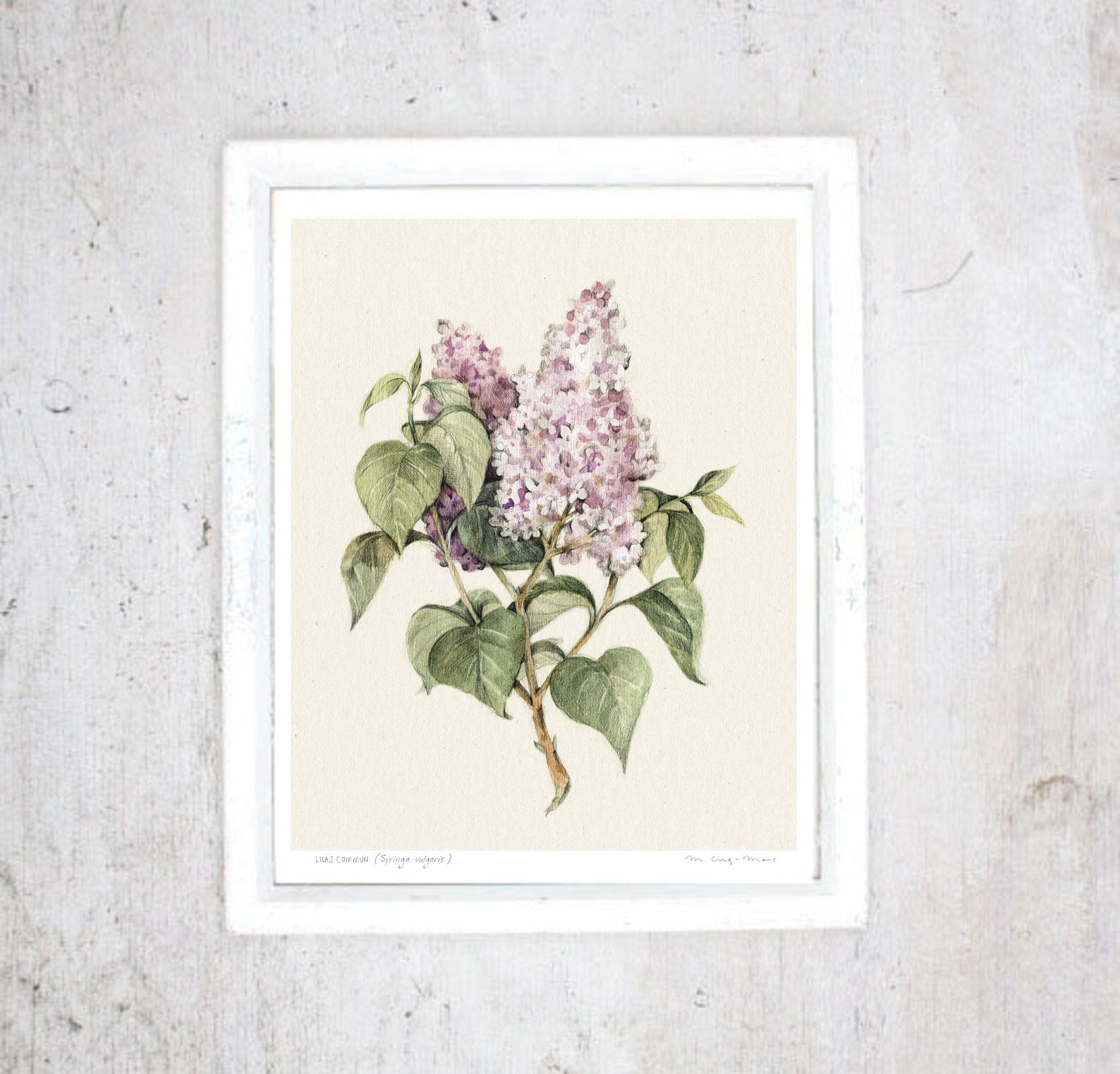 Print Lilac Illustration Art Print Poster Rustic Vintage - Etsy