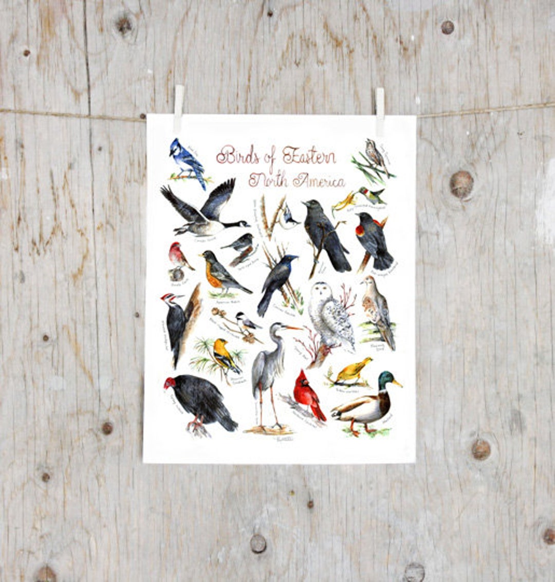 Print Birds of Eastern North America | Watercolor Birds Painting ...