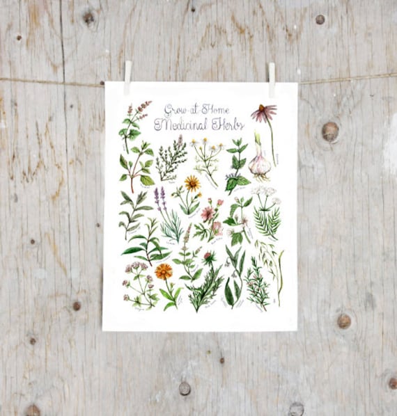 Grow-at-home Medicinal Herbs Print Botanical Poster | Etsy