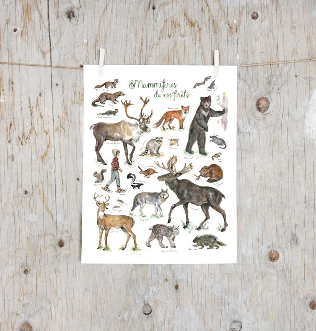 Print Forest Mammals | Natural Sciences Art | Art Mural Identification ...