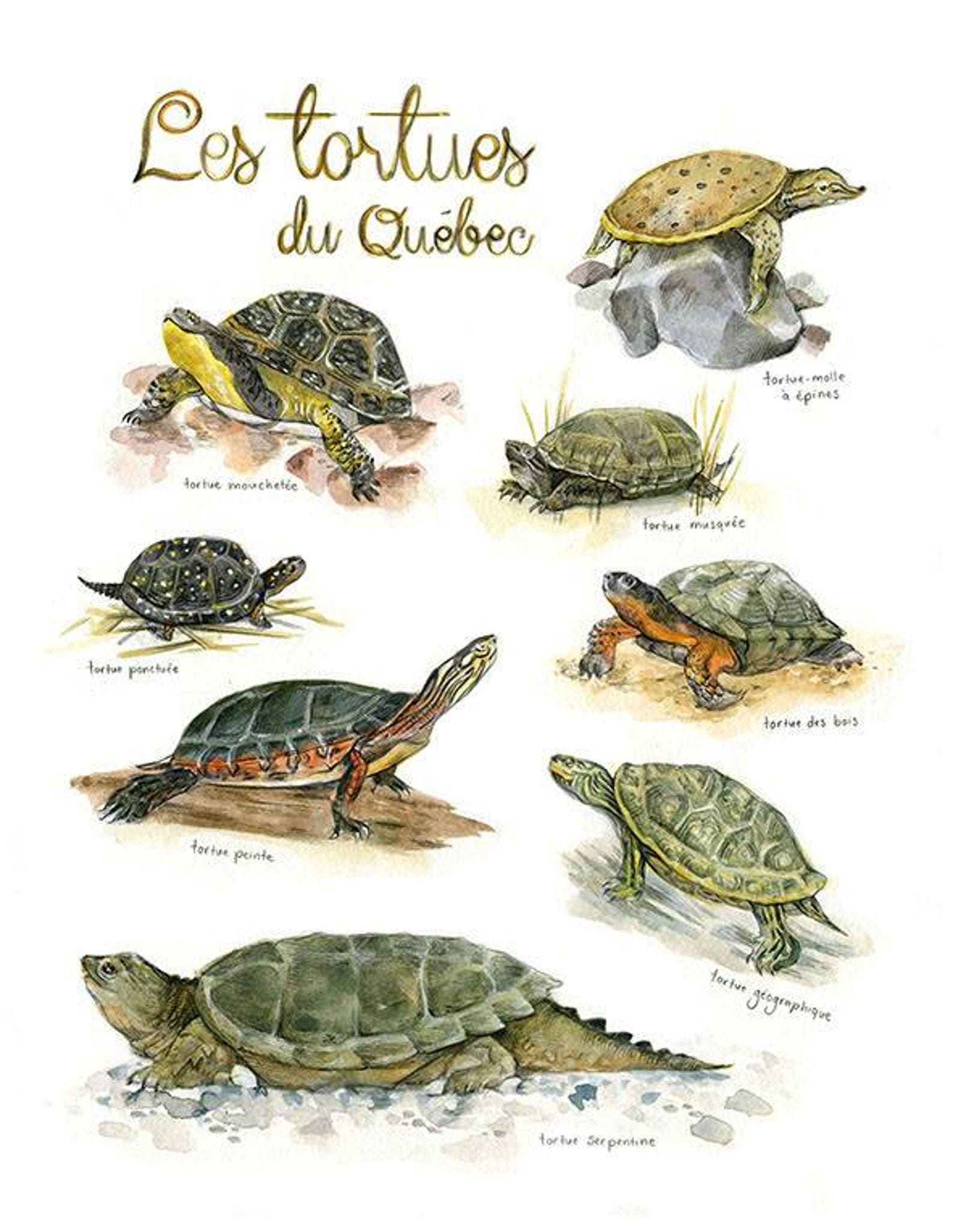 Imprimé Tortues du Québec Poster planche identification - Etsy Canada