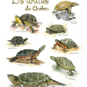 Print Turtles of Québec | Watercolor Turtles Painting | Art Mural ...