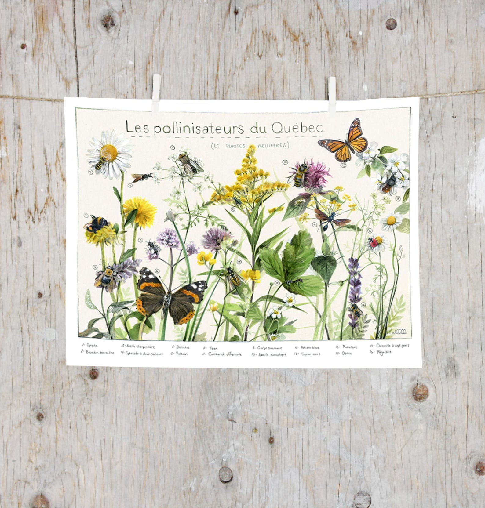 Print Pollinating Insects and Honey Plants Science Poster | Etsy