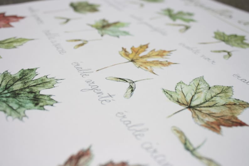 Print Maple Leaves Poster botanical painting tree leaf | Etsy