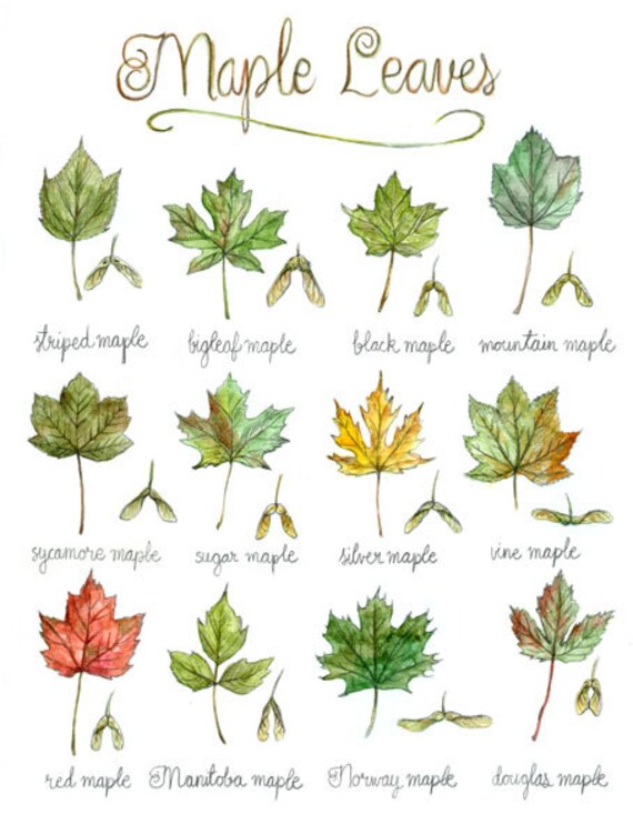 Maple Tree Leaves Identification Maple Tree Leaves Identification