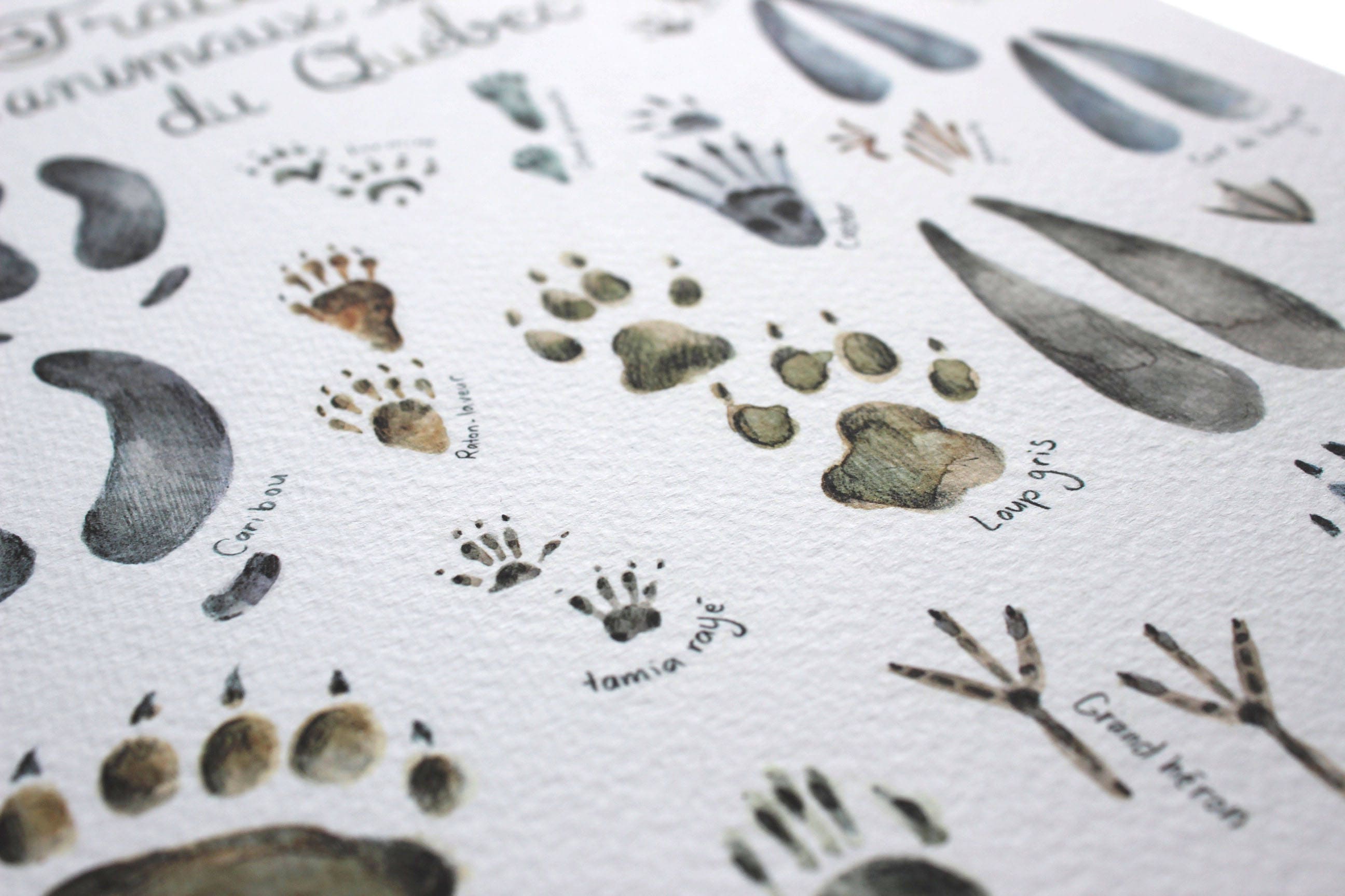 Print Wild Animal Tracks | Watercolor Painting | Art Mural ...