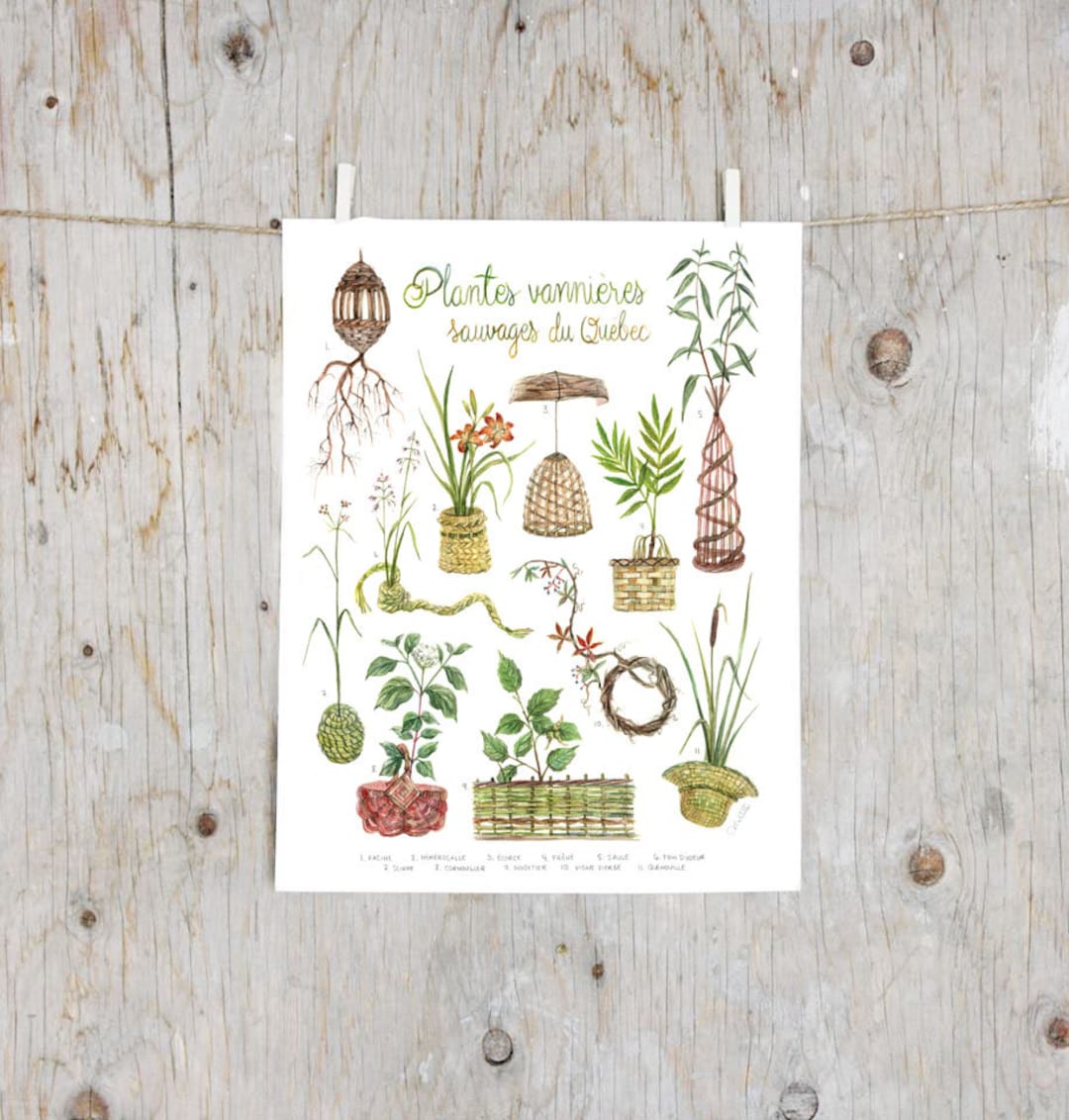 Print Wild Plants for Weaving Poster Botanical Paintings, Basketry ...