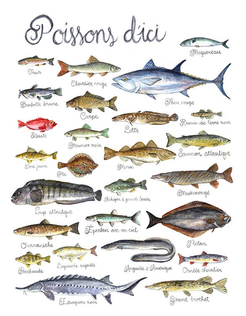 Imprimé Poissons du Québec Poster planche identification - Etsy Canada