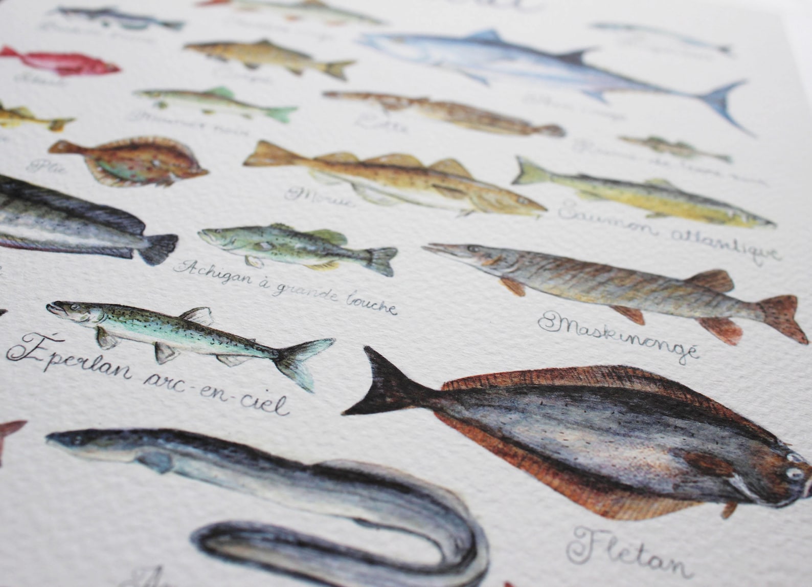 Imprimé Poissons du Québec | Poster planche identification poissons ...