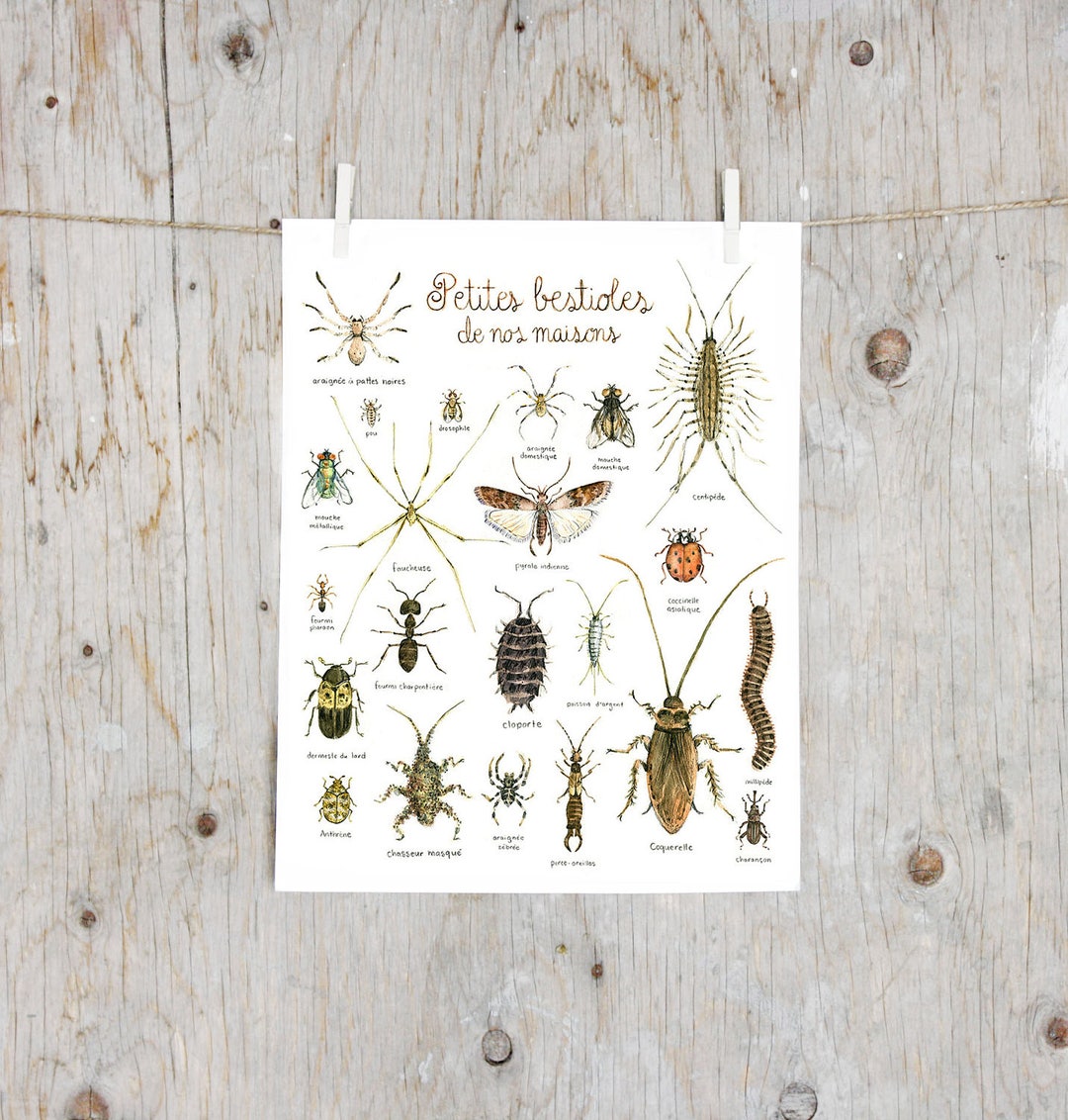 Print Common Household Bugs | Watercolor Insects Painting | Natural ...