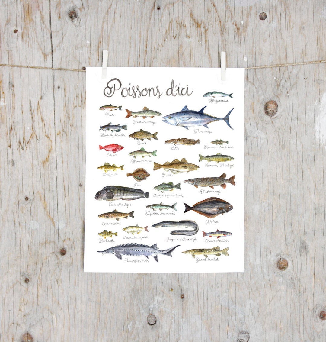 Imprimé Poissons du Québec | Poster planche identification poissons ...