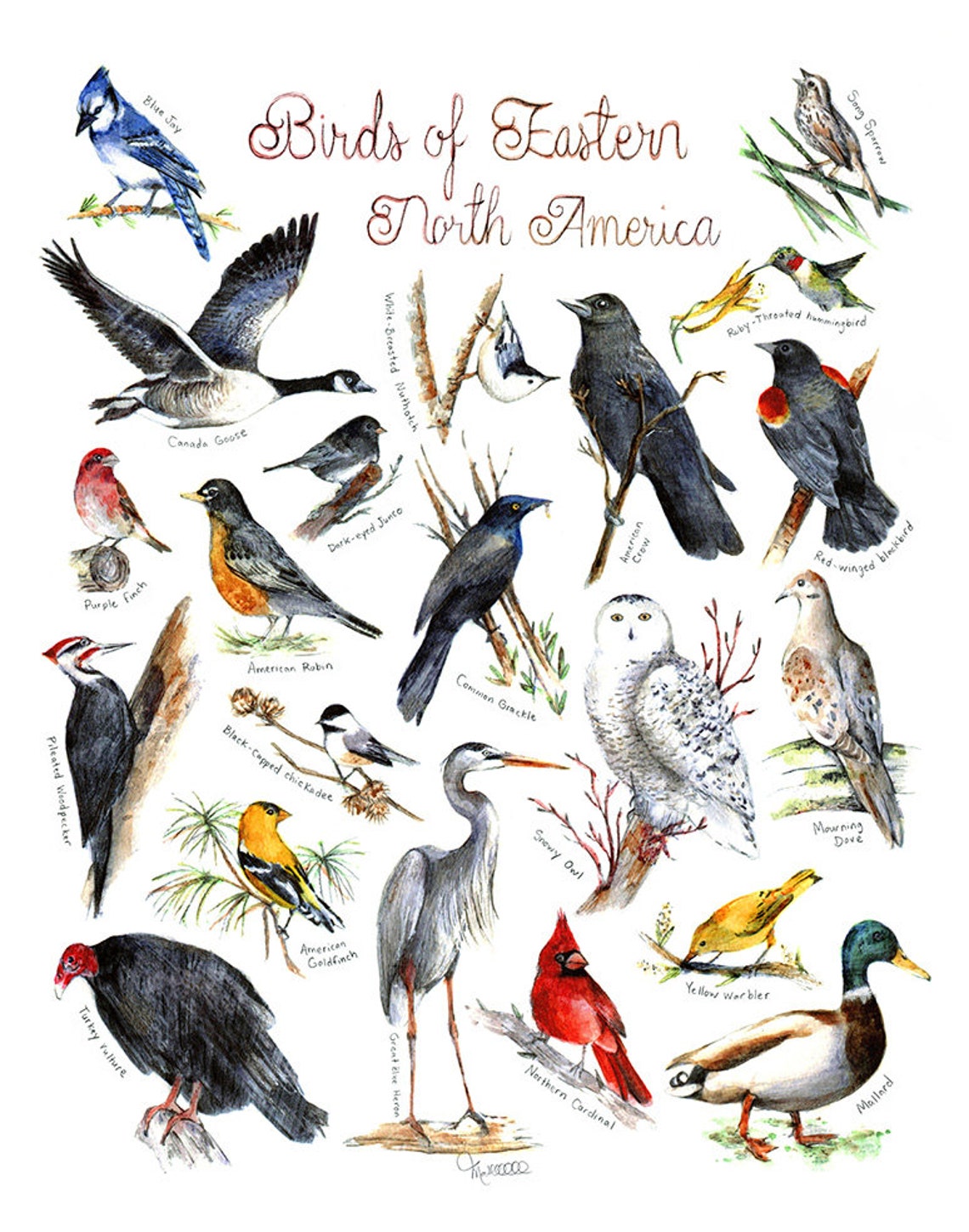 Print Birds of Eastern North America Watercolor Birds | Etsy