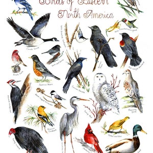 Print Birds of Eastern North America | Watercolor Birds Painting ...