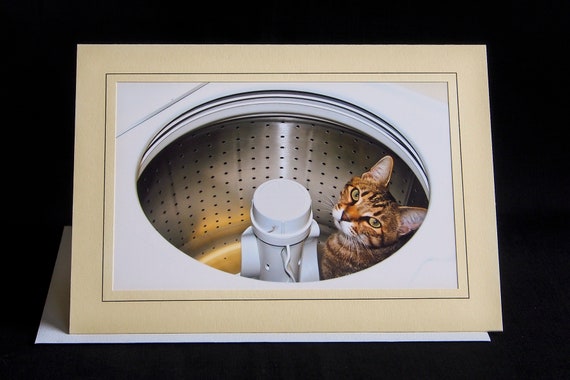 Cat in Washing Machine Greeting Card-spring Cleaning Cat | Etsy