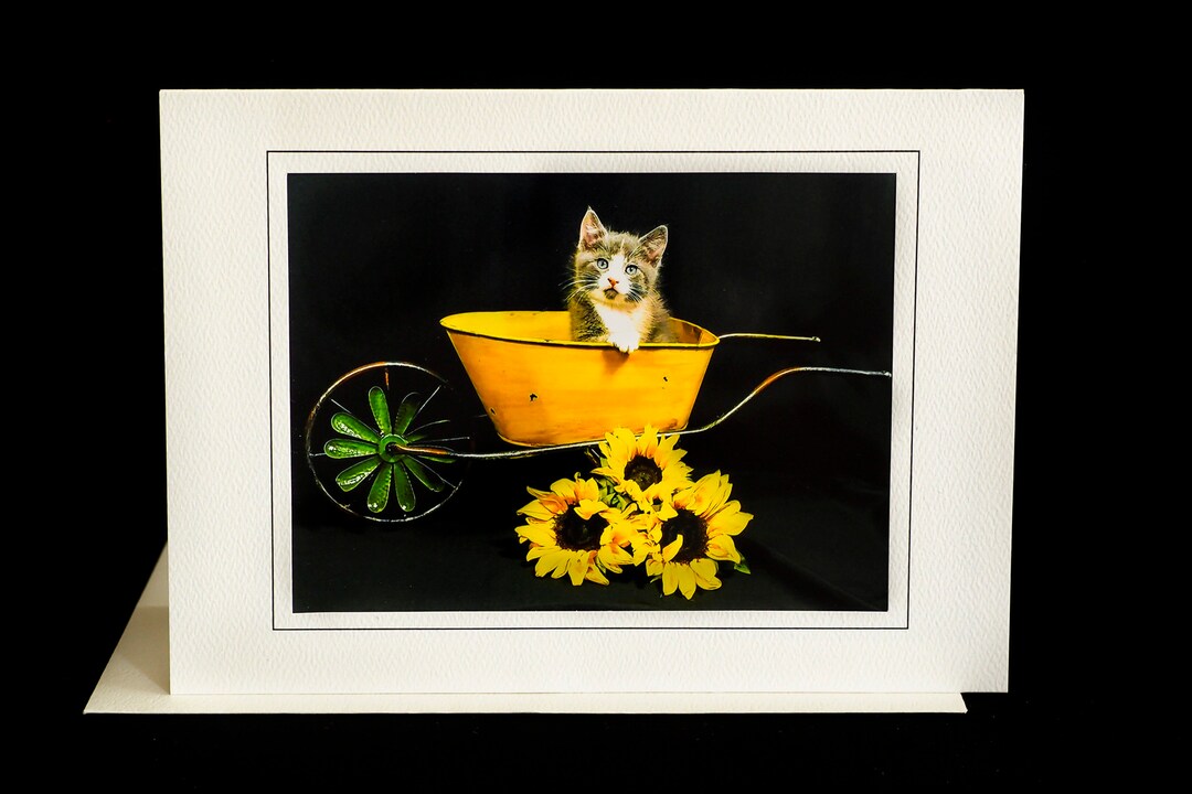 Summer Kitten Card-kitten in Wheelbarrow-all Occasion Greeting Card for ...