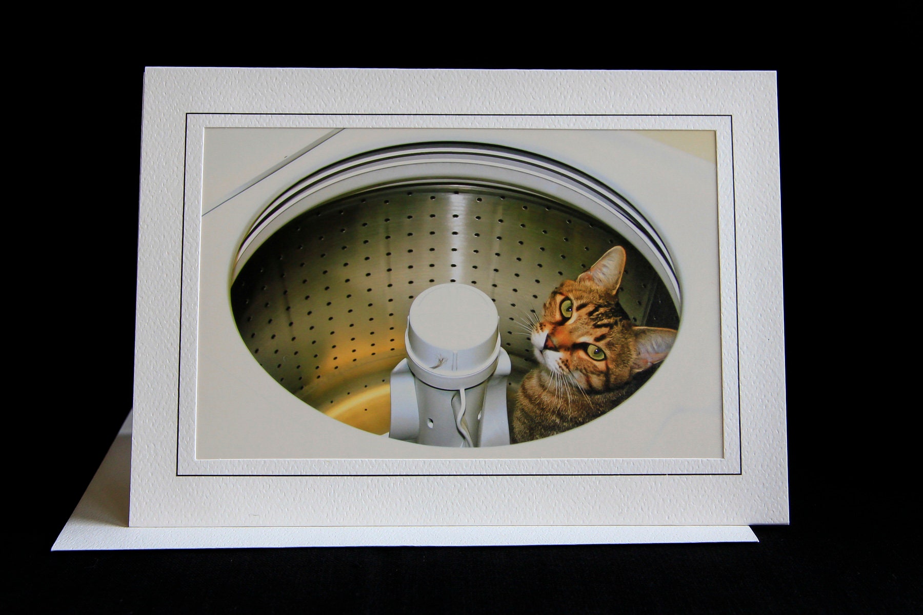 Cat in Washing Machine Greeting Card-spring Cleaning Cat Card-all ...