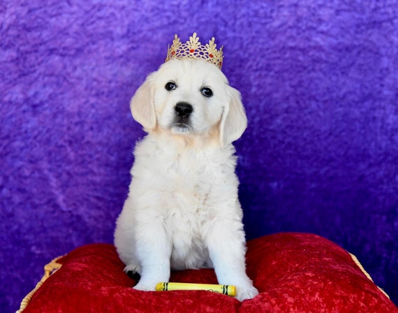 Pet Crown / Gold & Red Lace Crown / Gold Lace Crown for Dog or - Etsy