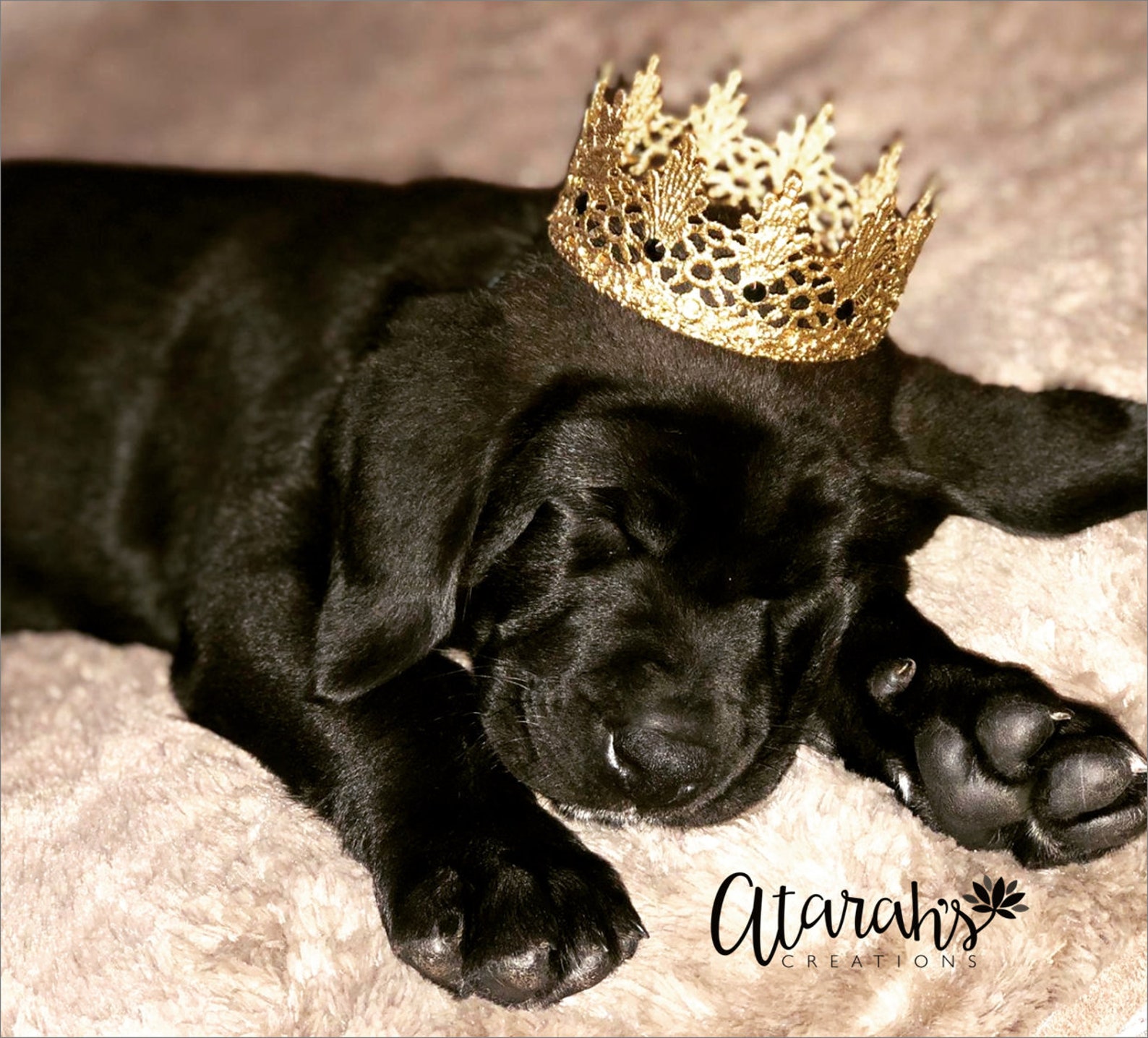 Pet Crown / Gold & Red Lace Crown / Gold Lace Crown for Dog or - Etsy