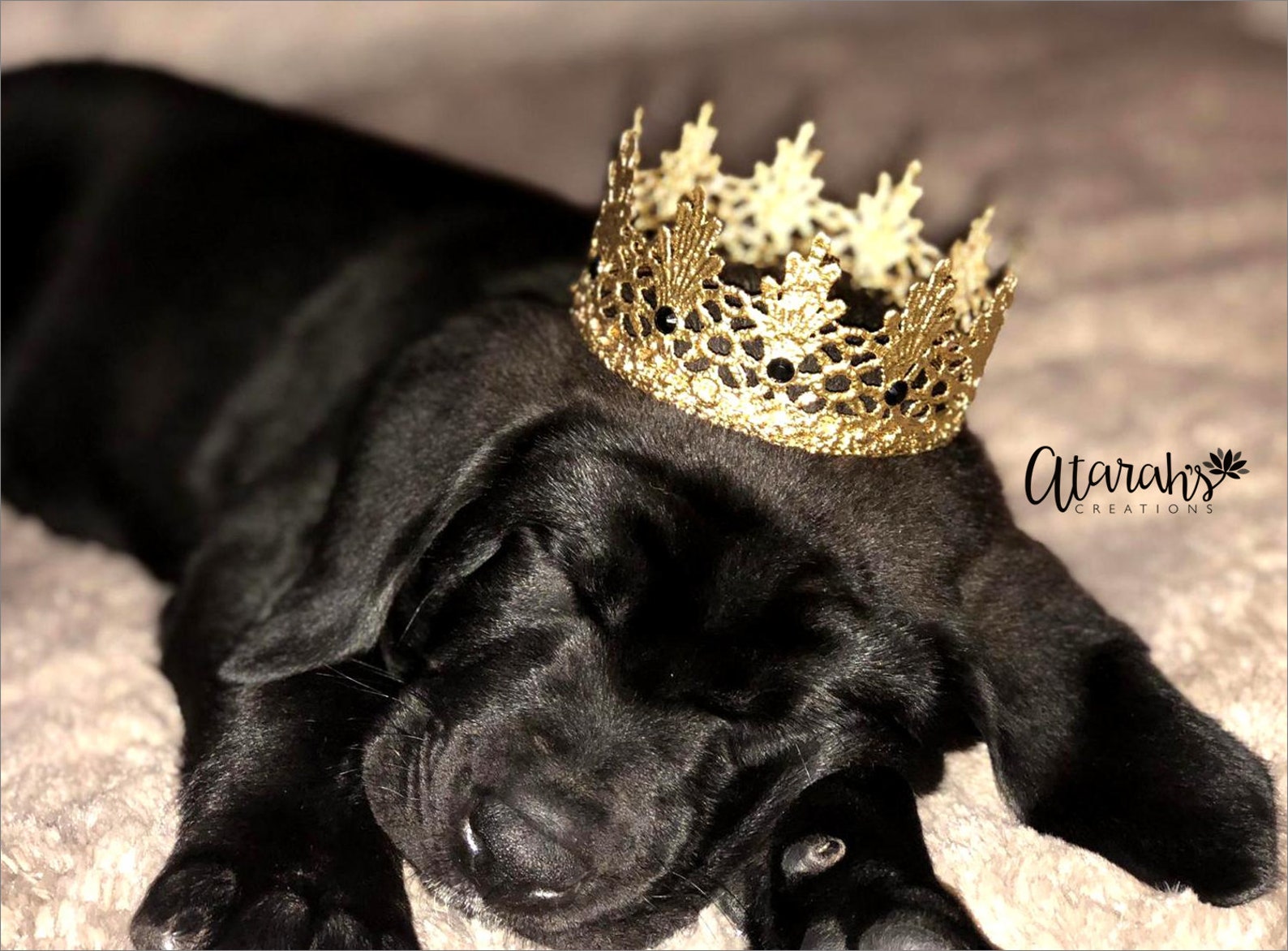 Pet Crown / Gold & Red Lace Crown / Gold Lace Crown for Dog or - Etsy