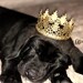 Pet Crown / Gold & Red Lace Crown / Gold Lace Crown for Dog or Pet ...