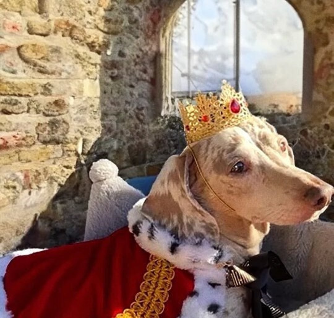 Pet Crown / Gold & Red Lace Crown / Gold Lace Crown for Dog or Pet ...