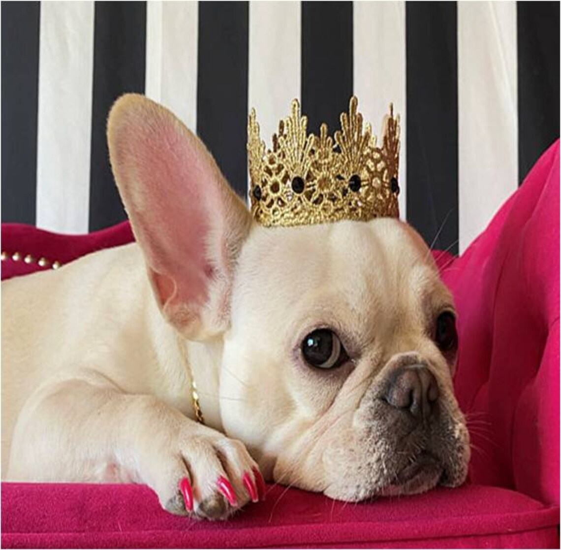 Pet Crown / Gold & Red Lace Crown / Gold Lace Crown for Dog or - Etsy