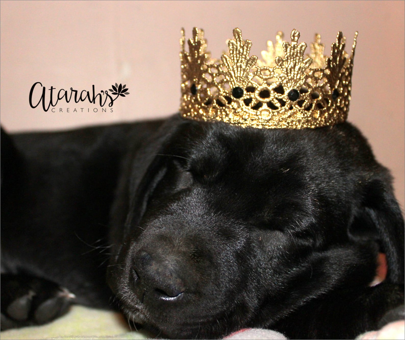 Pet Crown / Gold & Red Lace Crown / Gold Lace Crown for Dog or - Etsy