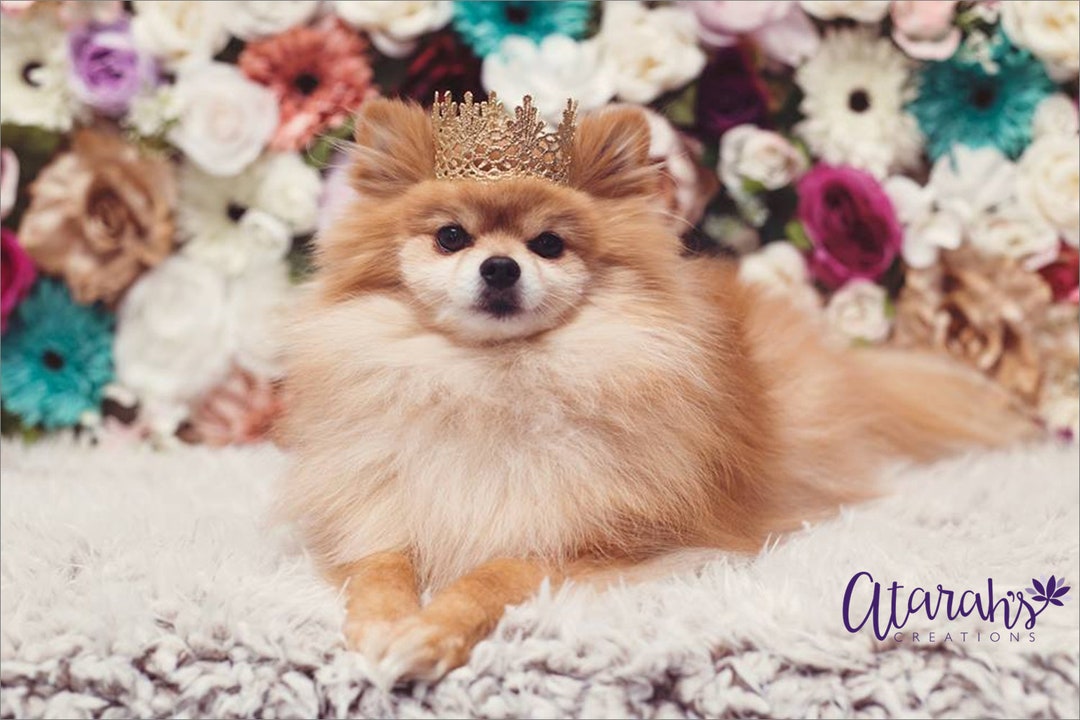 Pet Crown / Gold & Red Lace Crown / Gold Lace Crown for Dog or Pet ...