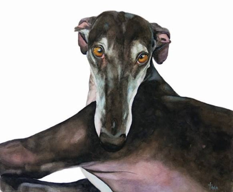 Spanish Greyhound Galgo Espanol Sighthound Galgo | Etsy