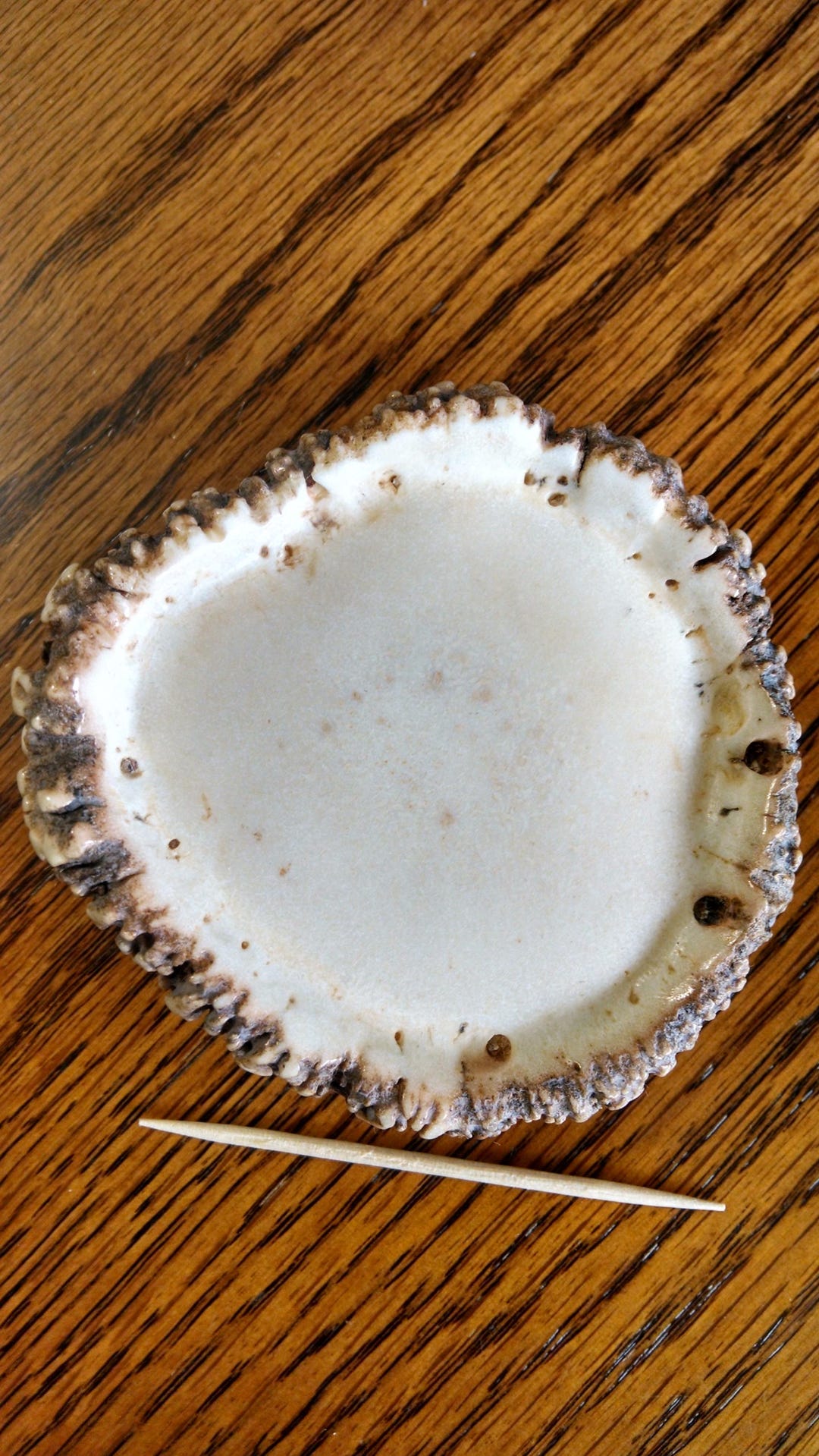 Elk Antler Belt Buckle, Plain Sanded Face, 3" Wide Genuine Elk Antler ...