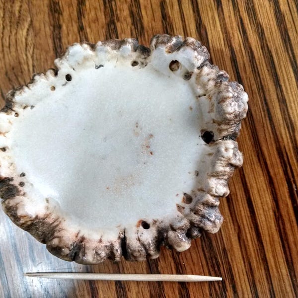 Antler Belt Buckle - Etsy