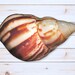 Sea Shell Shaped Pillow Periwinkle Snail - Etsy