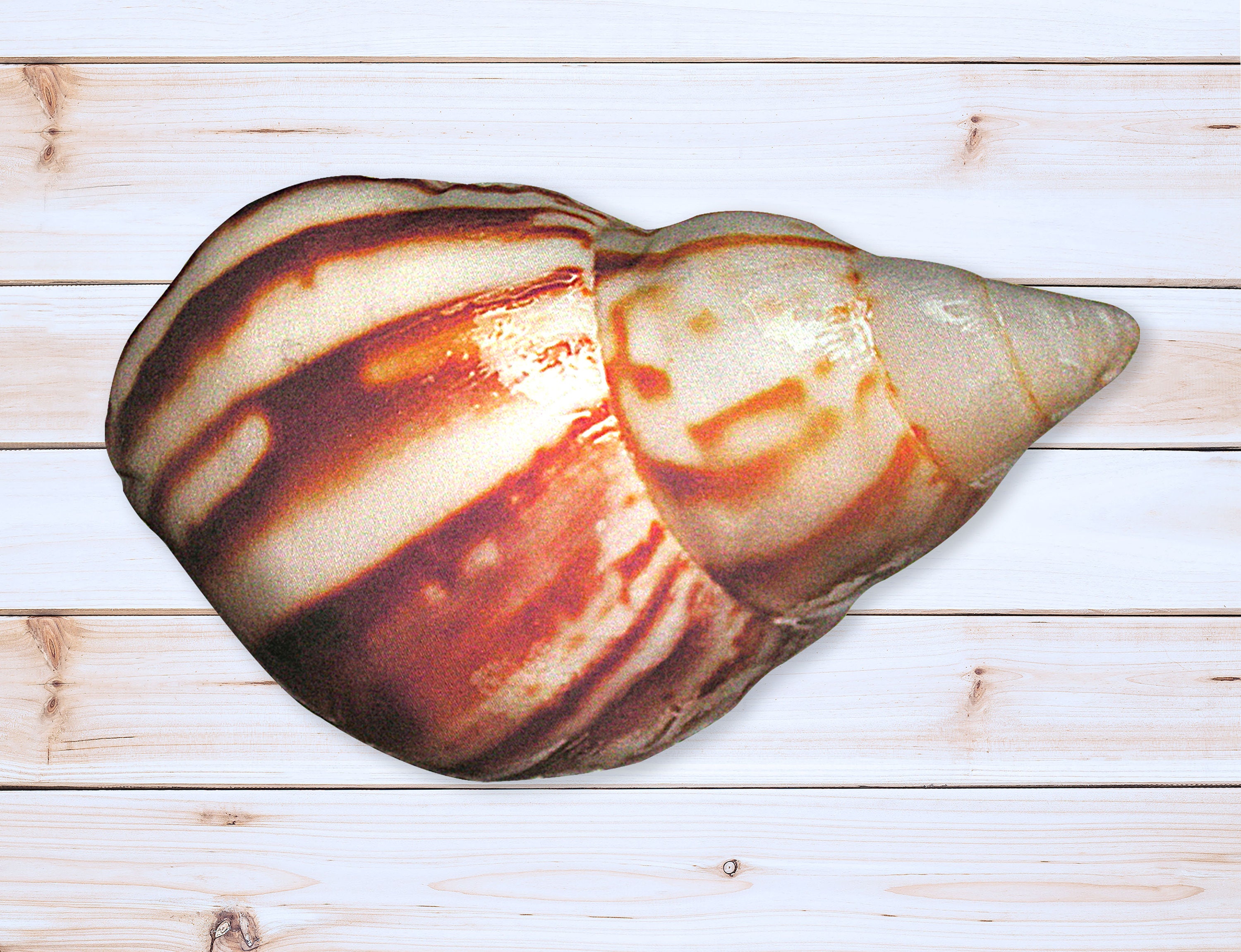 Periwinkle Sea Snail