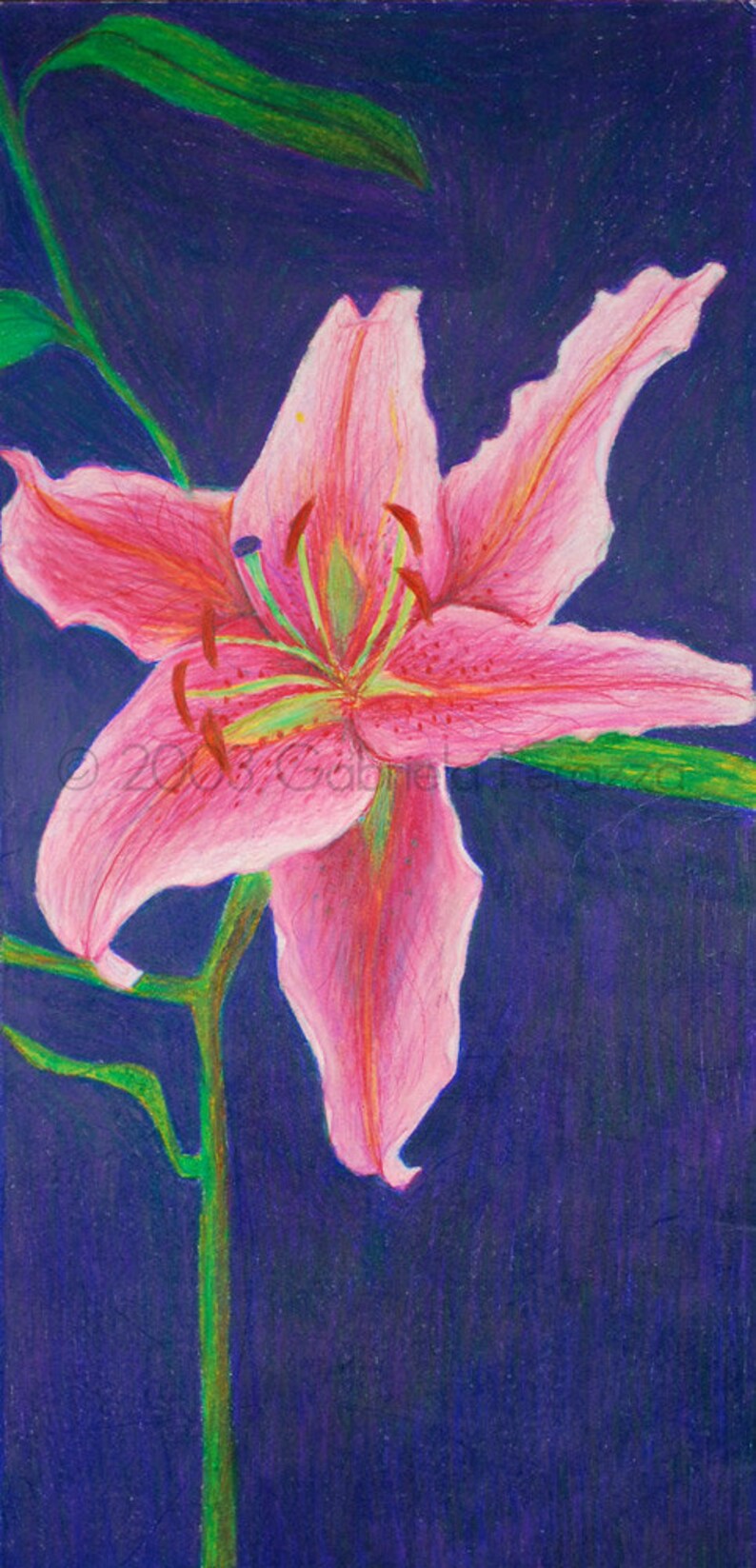 Lily Digital Print of Original Color Pencil Drawing - Etsy