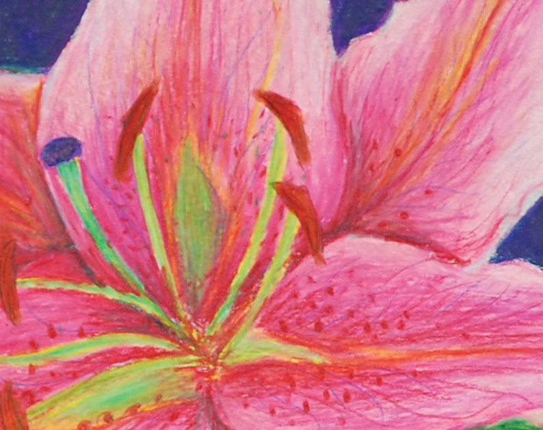 Lily Digital Print of Original Color Pencil Drawing - Etsy