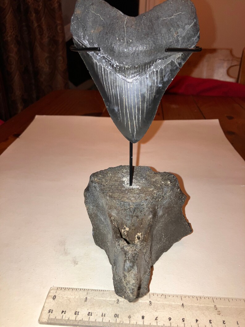 Fossil Megalodon Tooth Stand - Etsy